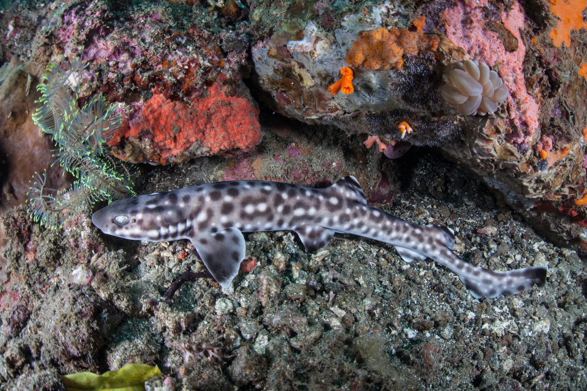 Coral Catshark · Atelomycterus marmoratus · Reeflings Library