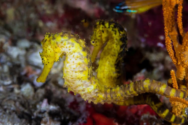 Tiger Tail Seahorse (Hippocampus comes) – Complete Care Guide | Reeflings