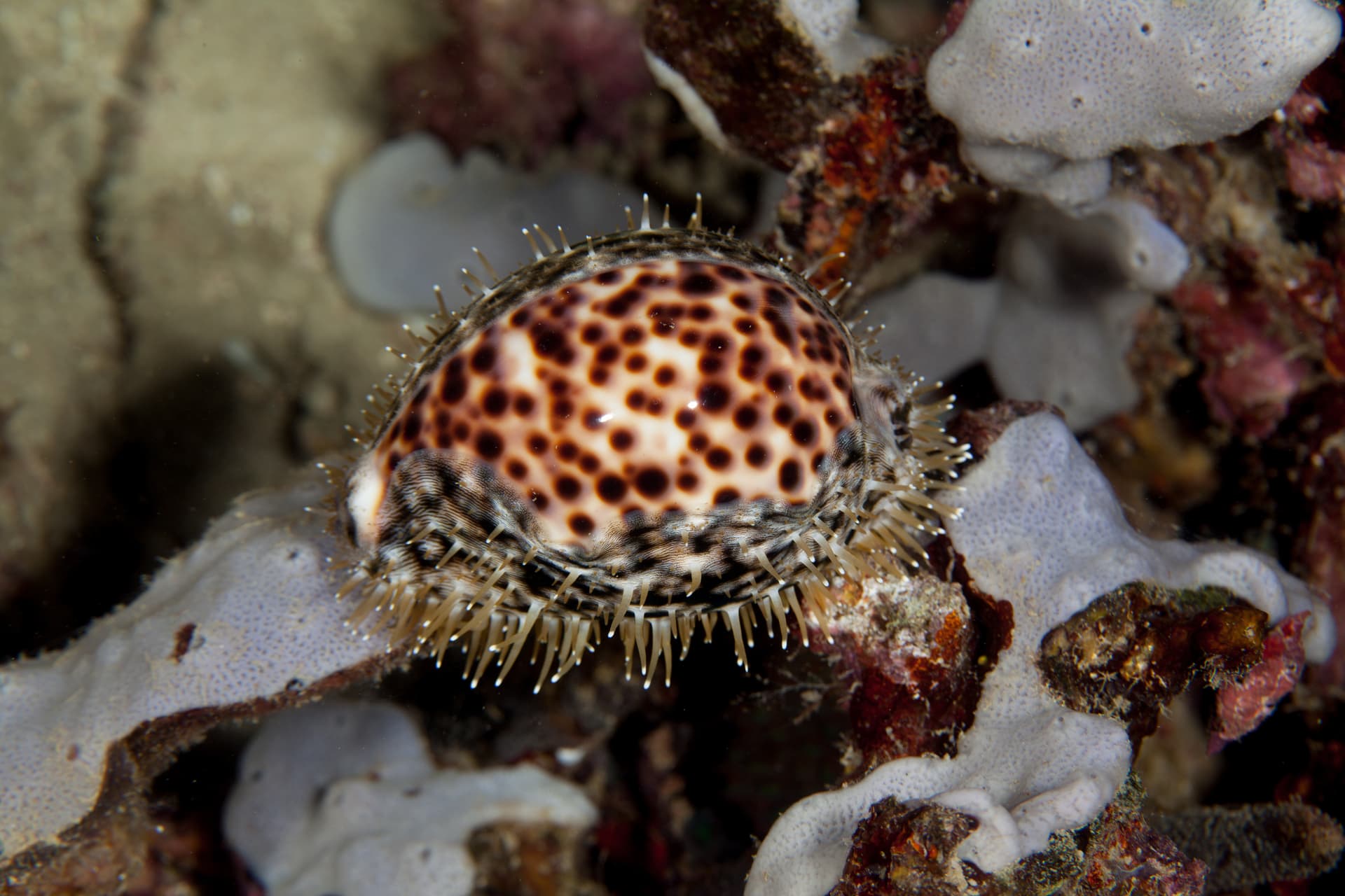 Tiger Cowrie (Cypraea tigris) – Complete Care Guide | Reeflings