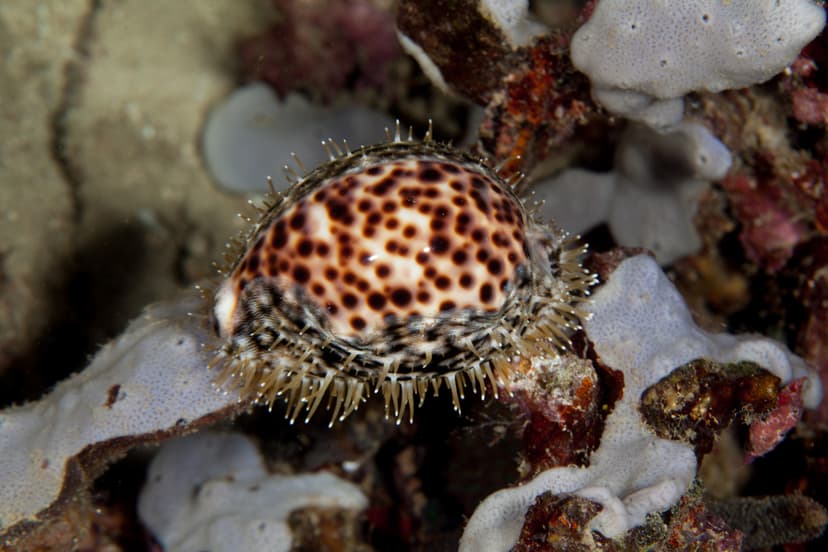 Tiger Cowrie (Cypraea tigris) – Complete Care Guide | Reeflings