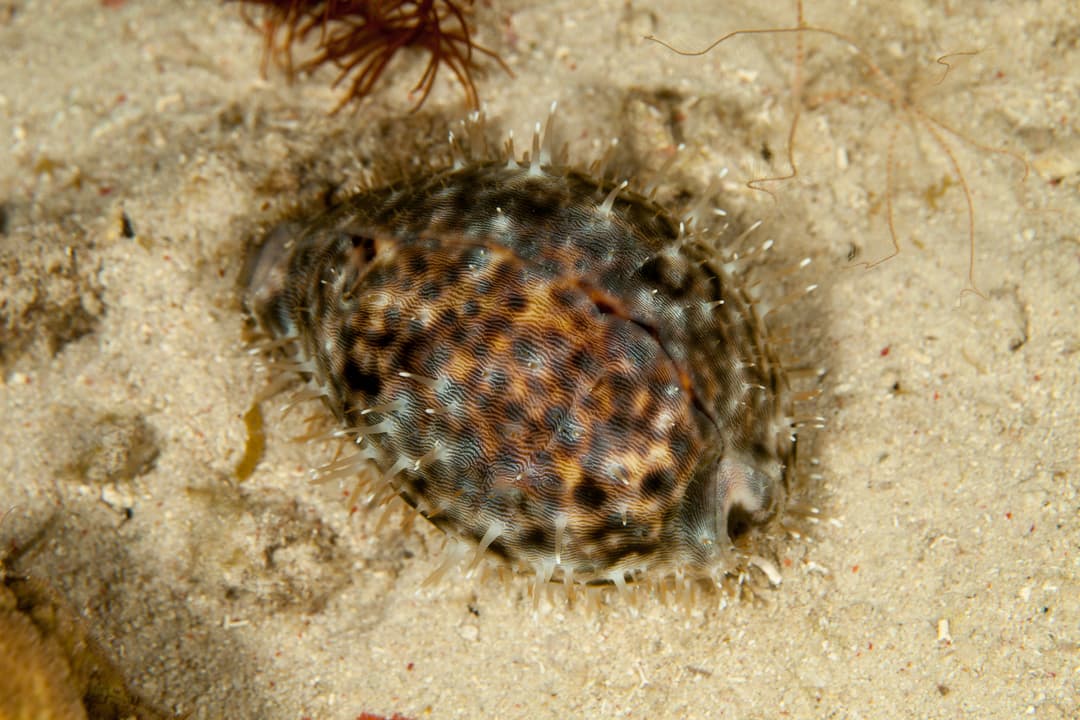 Tiger Cowrie (Cypraea tigris) – Complete Care Guide | Reeflings