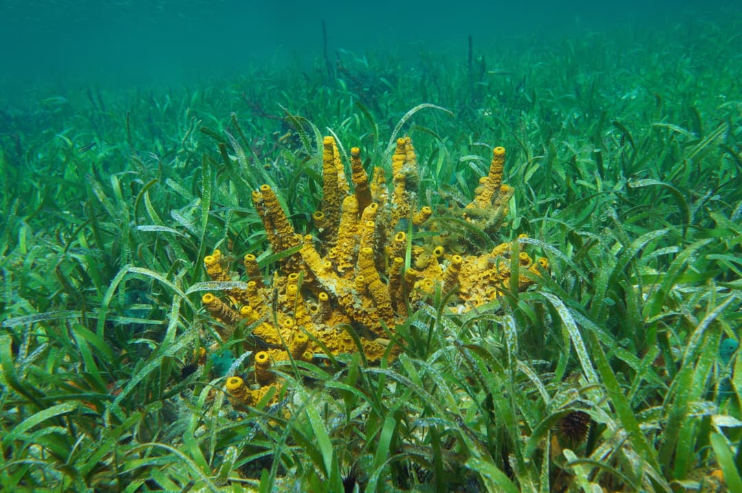 Turtle Grass · Thalassia testudinum · Reeflings Library