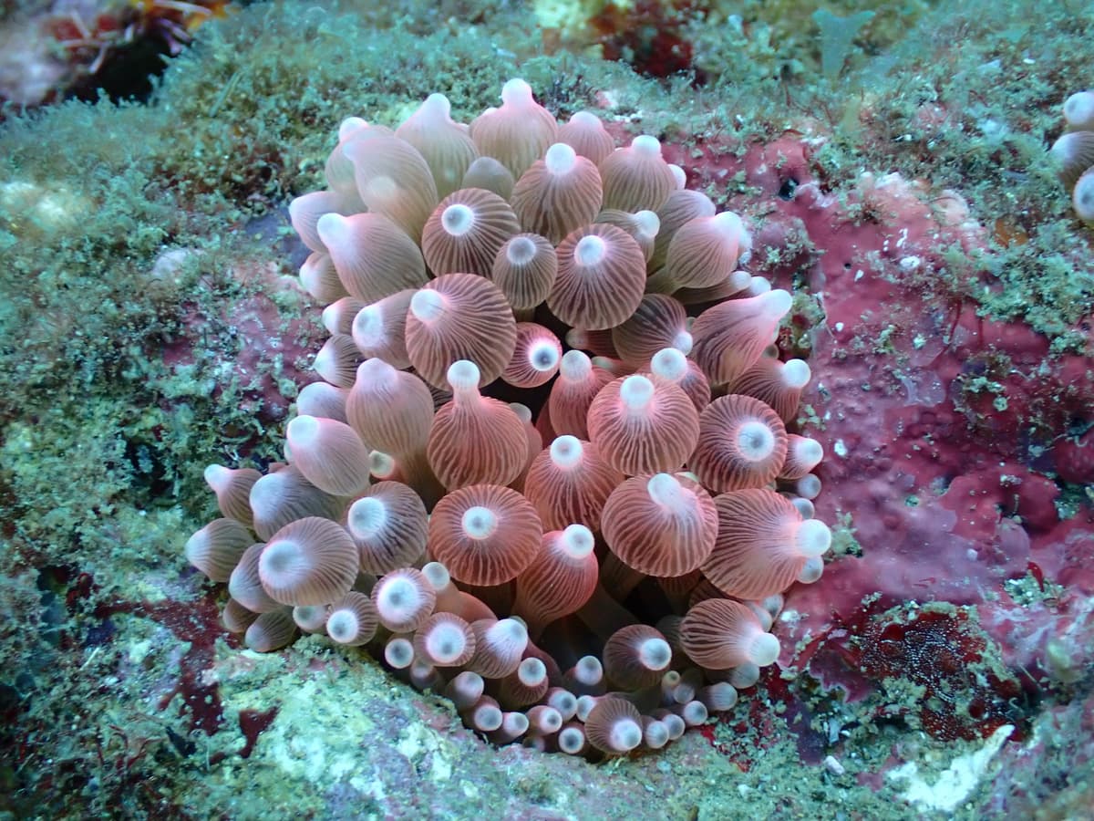 Bubble Tip Anemone (Entacmaea quadricolor) – Complete Care Guide | Reeflings
