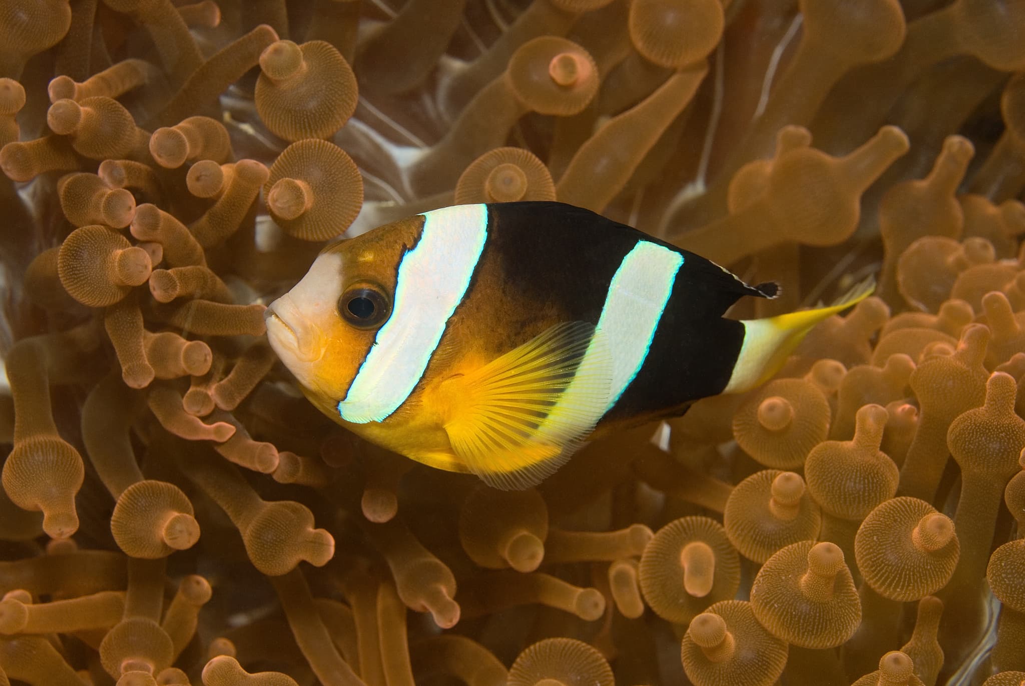 Clarkii Clownfish (Amphiprion clarkii) – Complete Care Guide | Reeflings