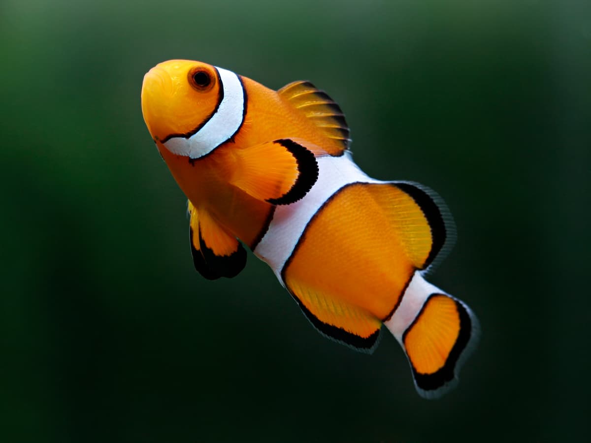 Percula Clownfish (Amphiprion percula) – Complete Care Guide | Reeflings