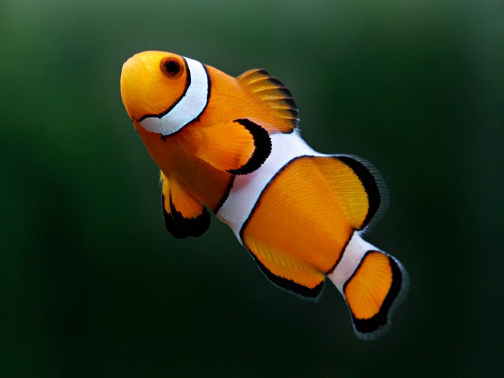 Percula Clownfish (Amphiprion percula) – Complete Care Guide | Reeflings