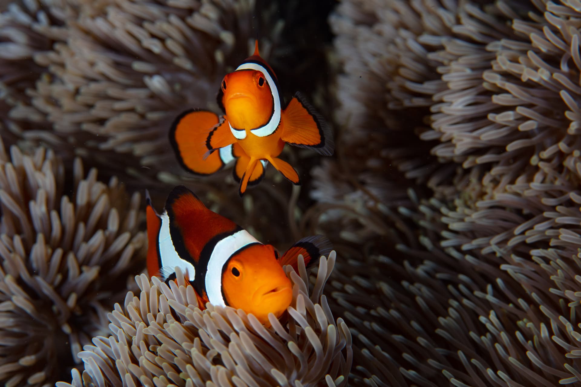 Percula Clownfish (Amphiprion percula) – Complete Care Guide | Reeflings