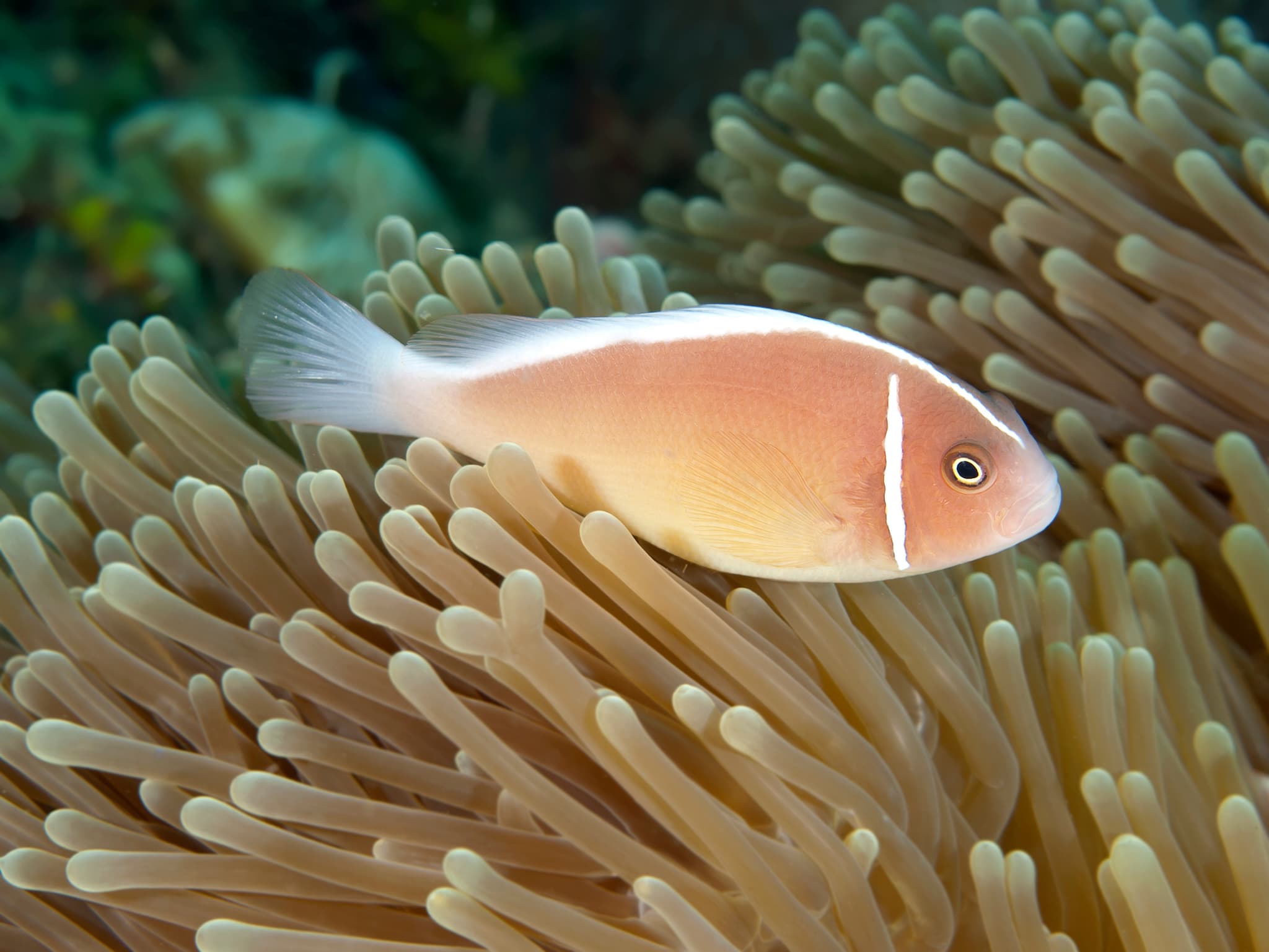 Pink Skunk Clownfish (Amphiprion perideraion) – Complete Care Guide ...