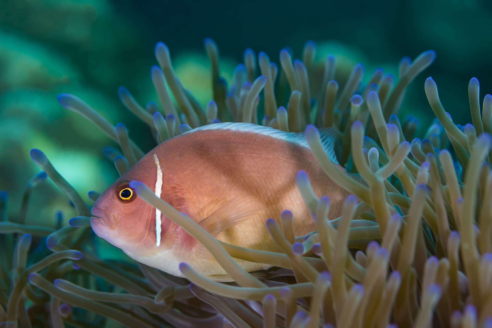 Pink Skunk Clownfish (Amphiprion perideraion) – Complete Care Guide ...