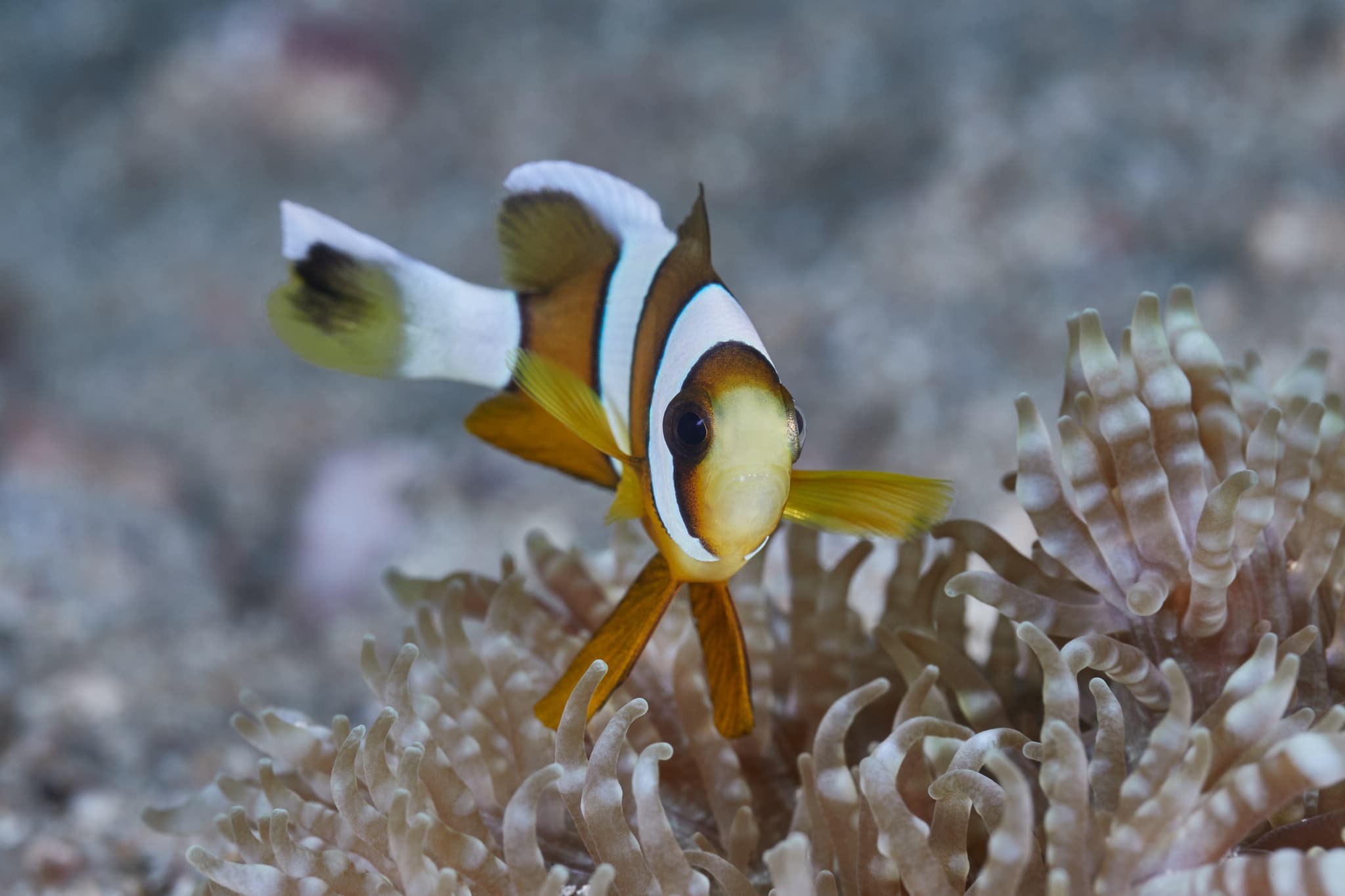 Three-Band Anemonefish (Amphiprion tricinctus) – Complete Care Guide ...