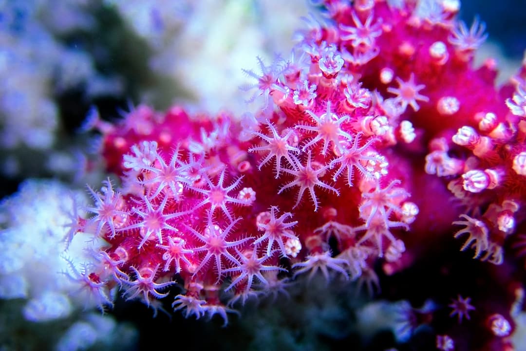 Soft Corals – Complete Overview & Care Guides | Reeflings