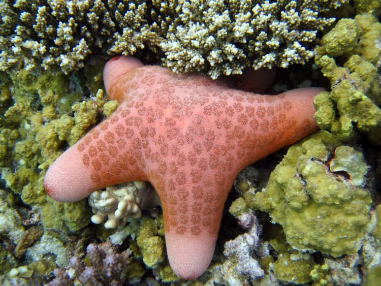 Granulated Sea Star (Choriaster granulatus) – Complete Care Guide ...