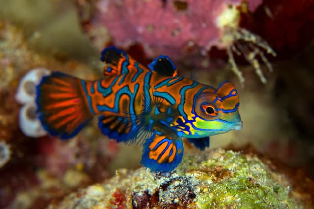 Mandarinfish (Synchiropus splendidus) – Complete Care Guide | Reeflings