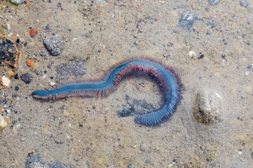 King Ragworm (Alitta virens) – Complete Care Guide | Reeflings