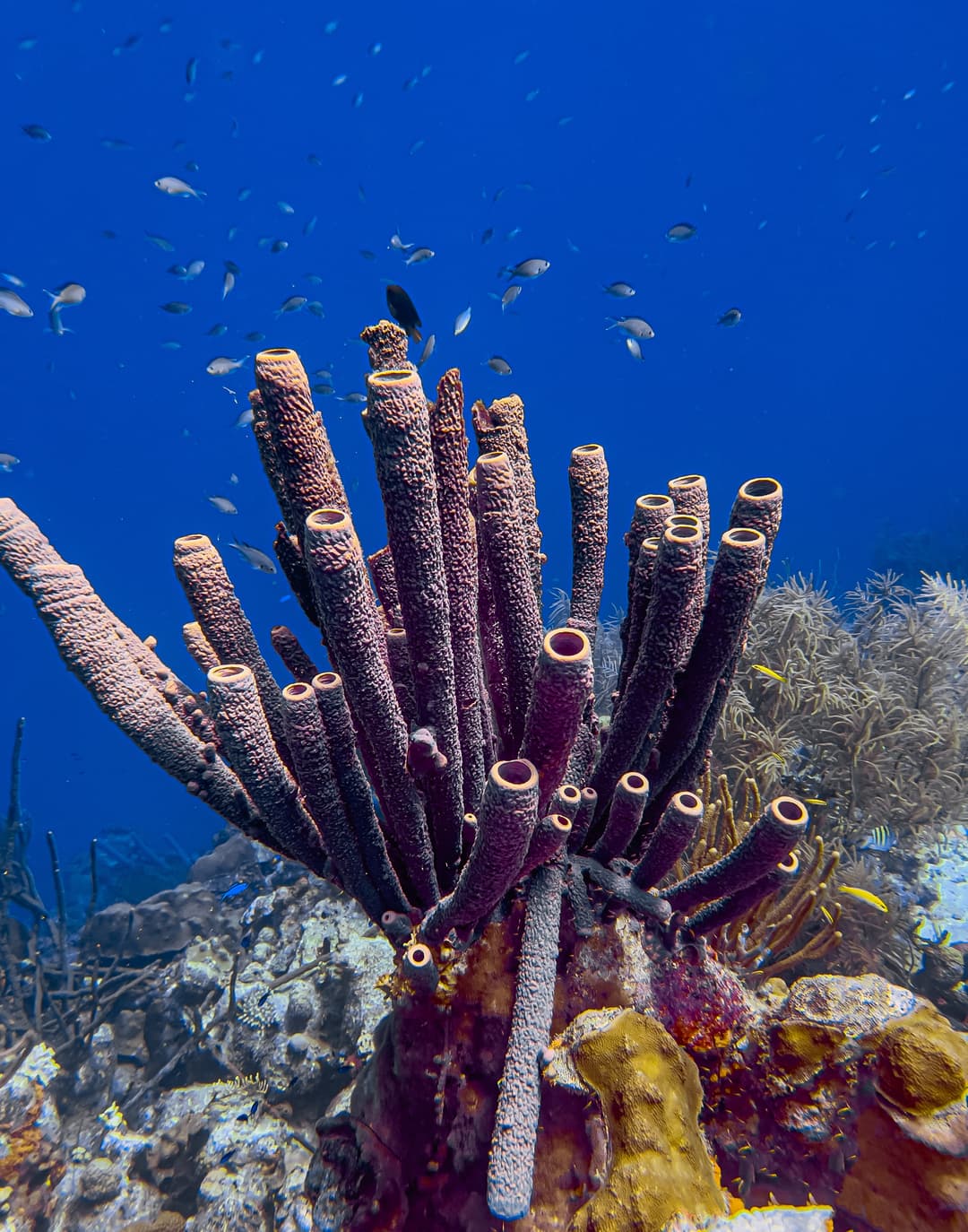 Branching Vase Sponge (Callyspongia aculeata) – Complete Care Guide ...