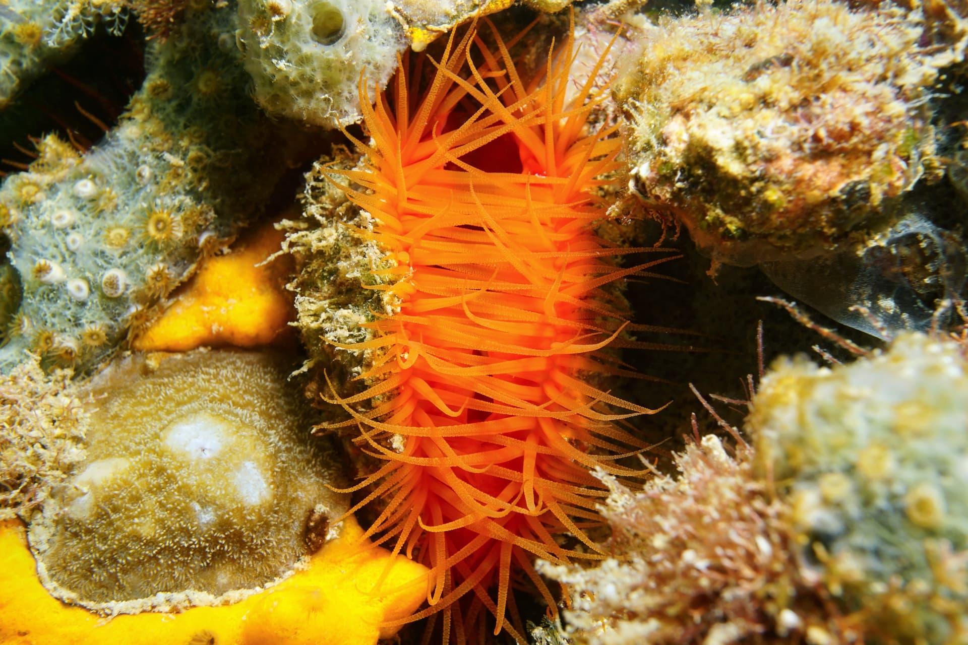 Flame Scallop (Ctenoides scaber) – Complete Care Guide | Reeflings