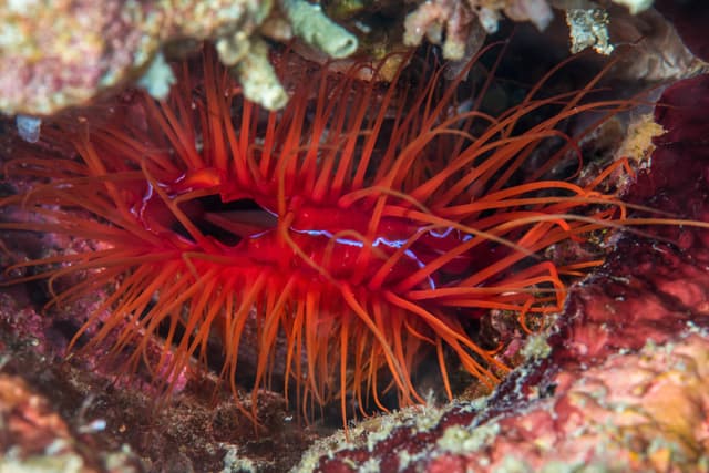Electric Flame Scallop · Ctenoides ales · Reeflings Library