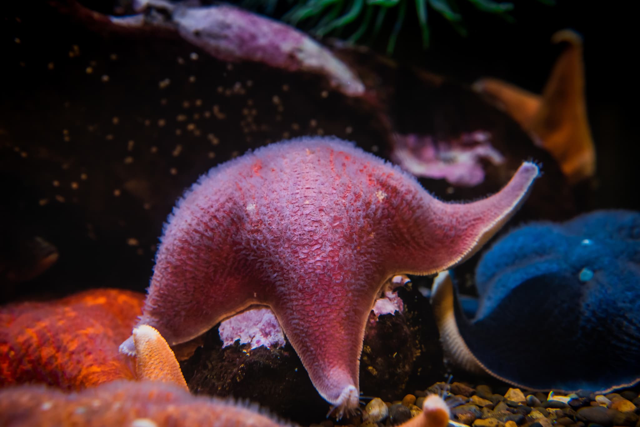 Bat Star (Patiria miniata) – Complete Care Guide | Reeflings