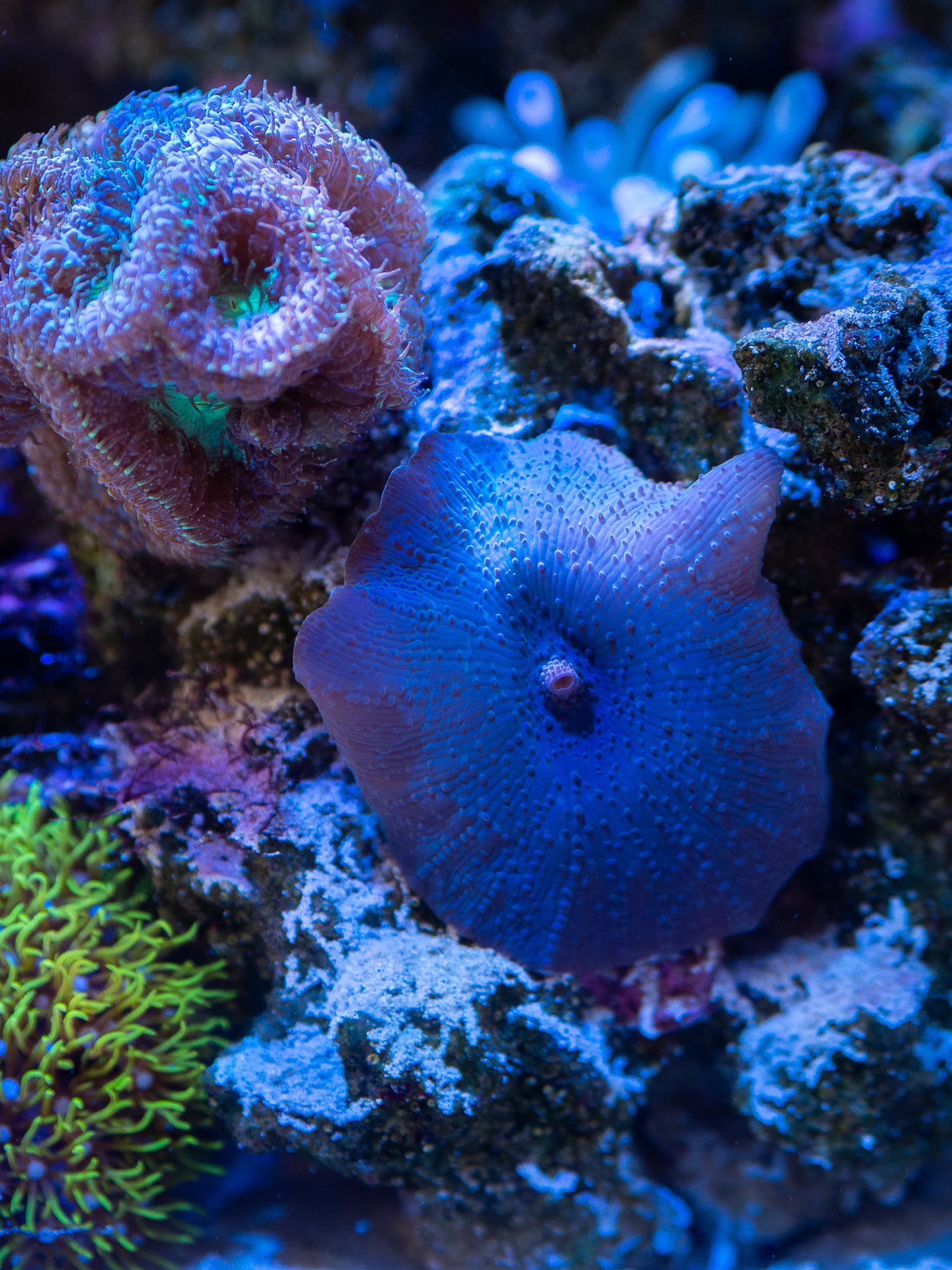 Discosoma Mushroom (Discosoma nummiforme) – Complete Care Guide | Reeflings