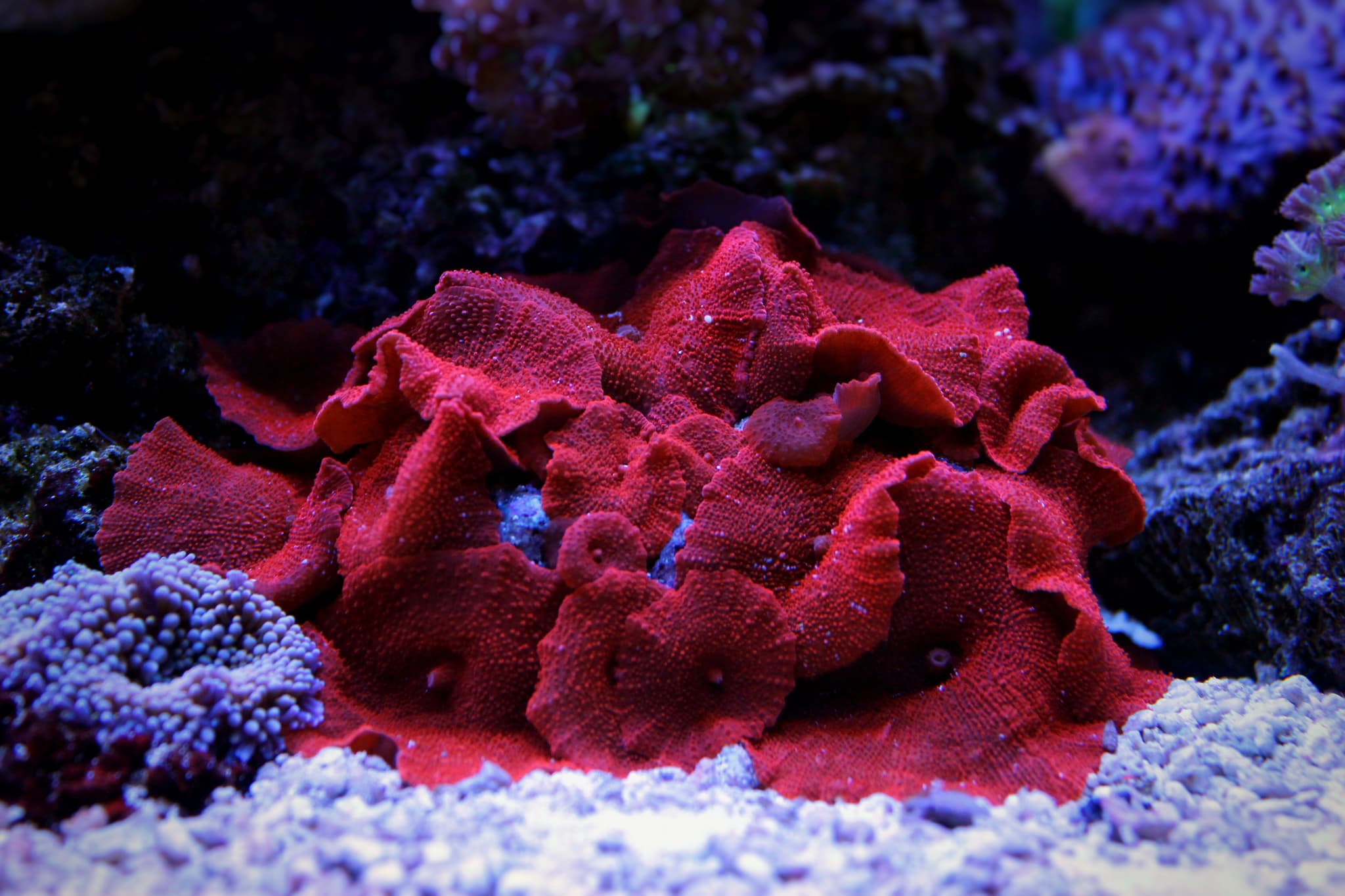 Discosoma Mushroom (Discosoma nummiforme) – Complete Care Guide | Reeflings