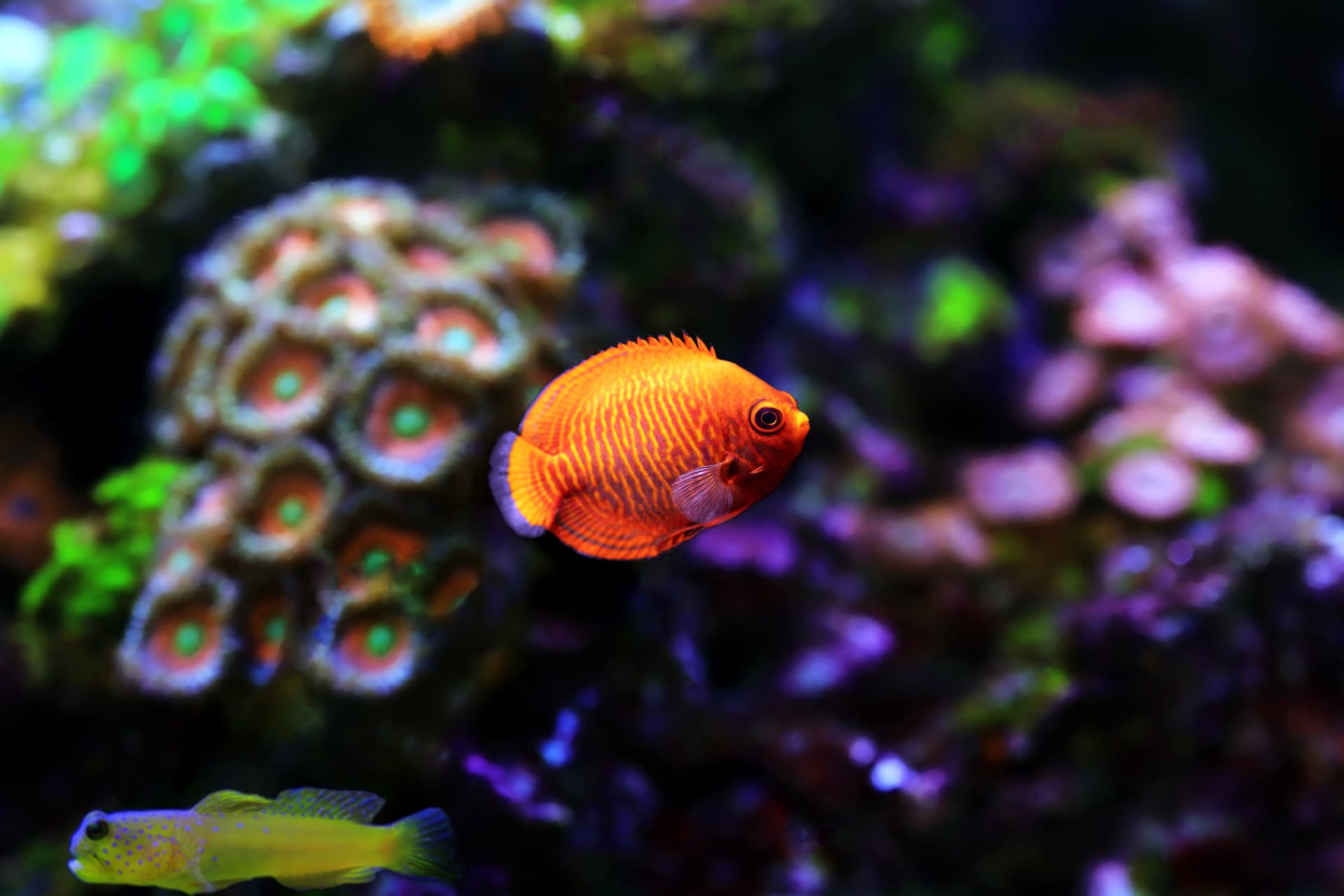 Golden Angelfish (Centropyge aurantia) – Complete Care Guide | Reeflings