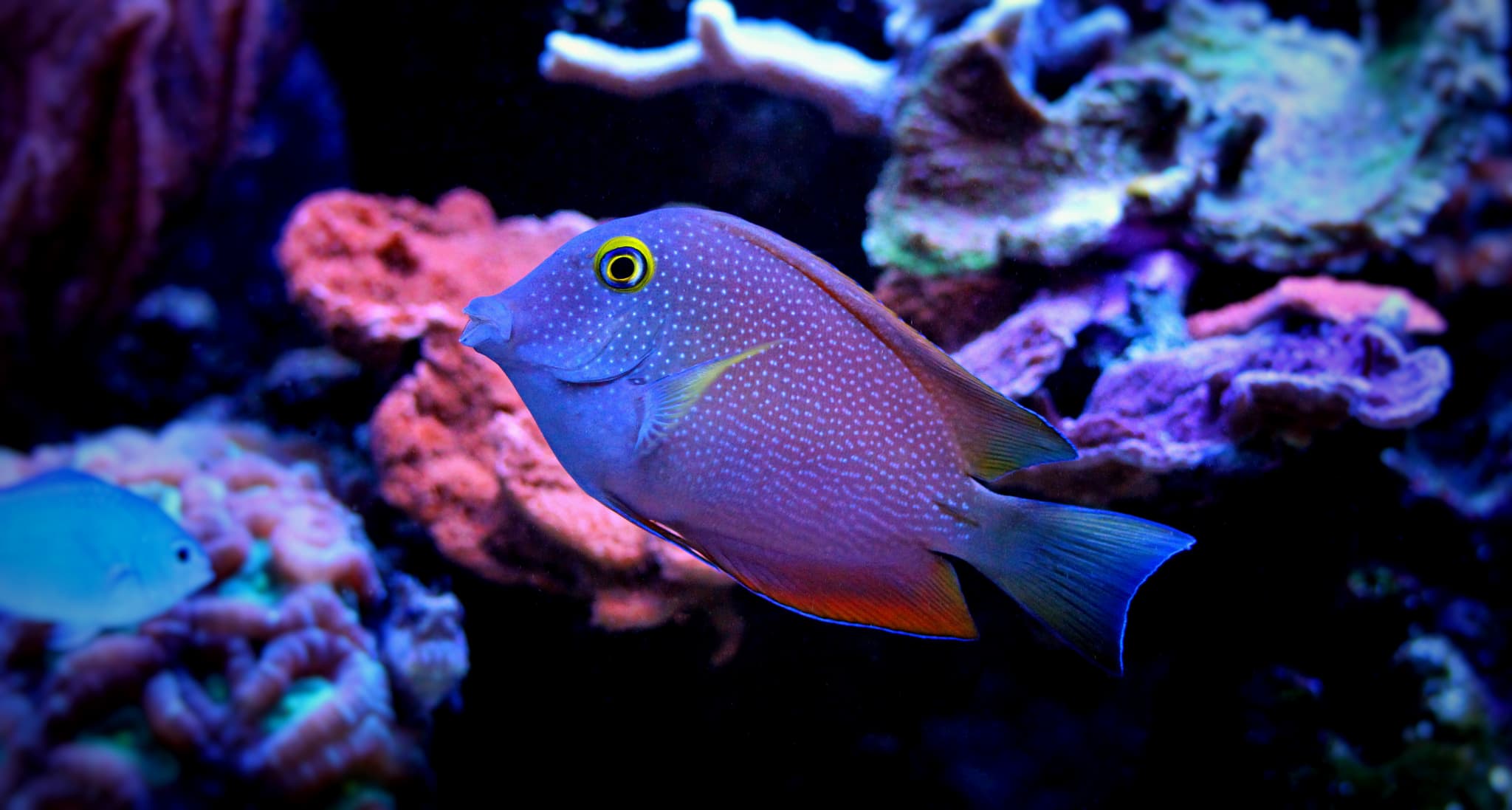 Squaretail Bristletooth (Ctenochaetus truncatus) – Complete Care Guide ...