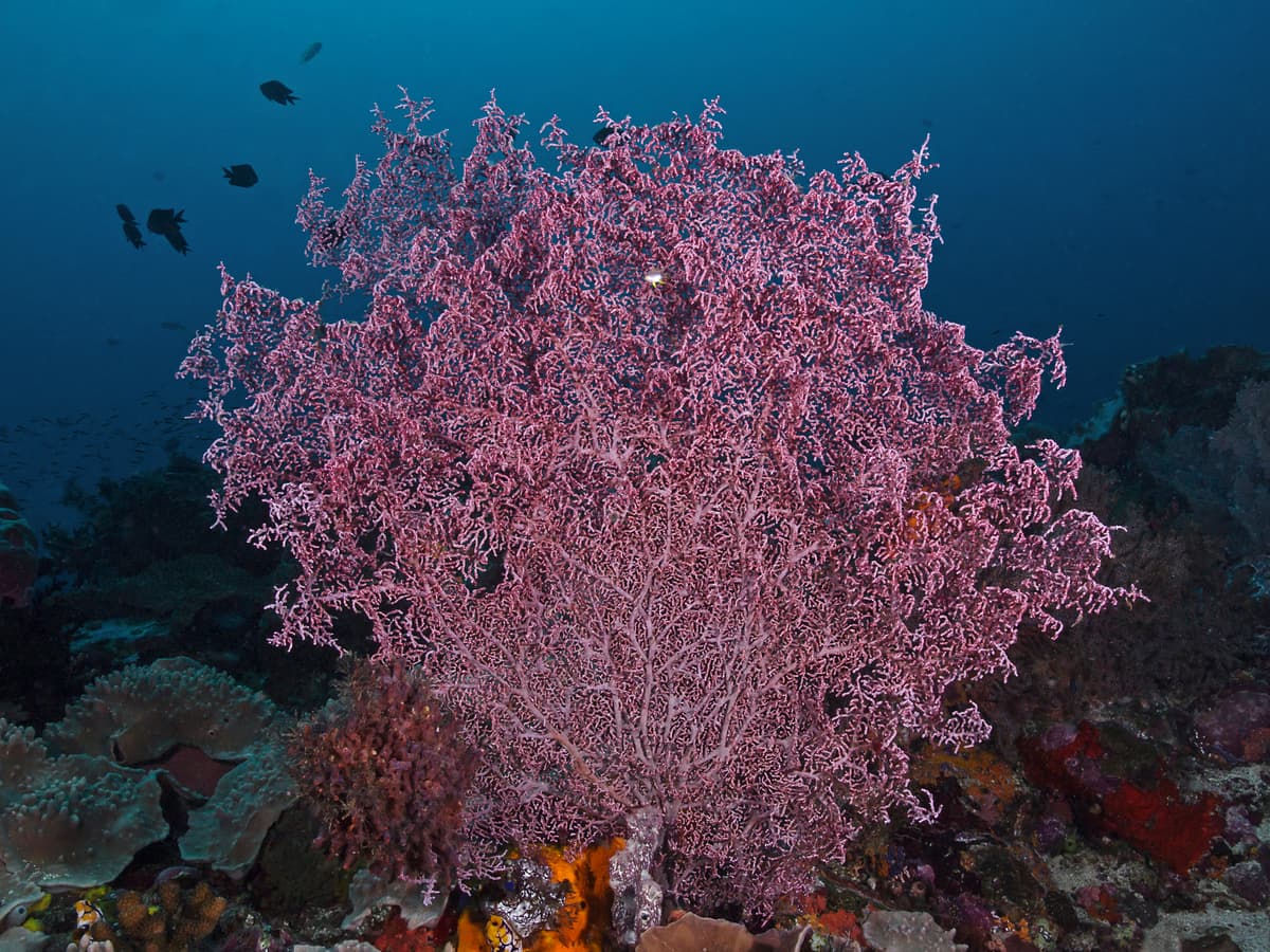 Soft corals (Alcyonacea) – Complete Overview & Care Guides | Reeflings