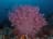 Sea Fans – Complete Overview & Care Guides | Reeflings