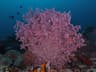 Sea Fans – Complete Overview & Care Guides | Reeflings