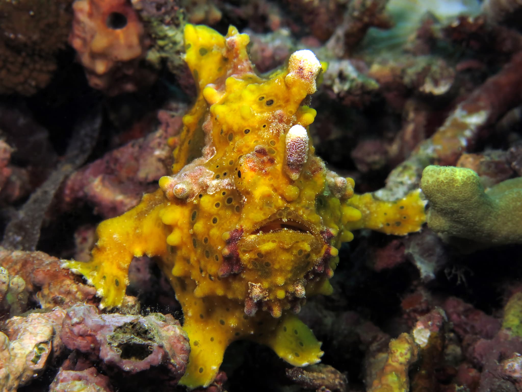 Warty Frogfish (Antennarius maculatus) – Complete Care Guide | Reeflings