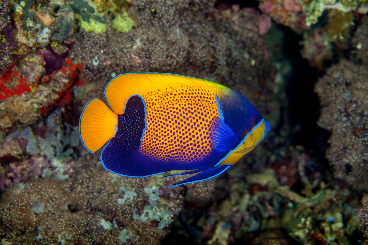 Majestic Angelfish (Pomacanthus navarchus) – Complete Care Guide ...
