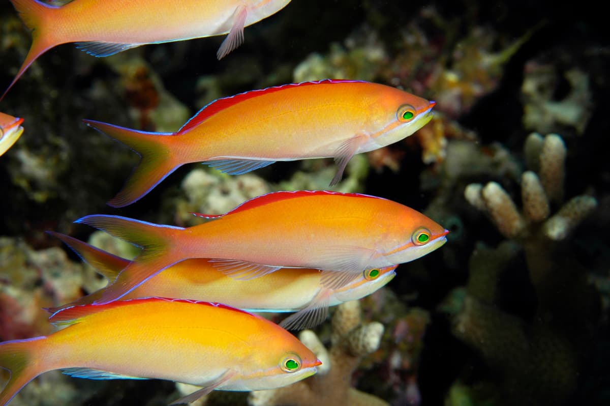 Dispar Anthias (Pseudanthias dispar) – Complete Care Guide | Reeflings