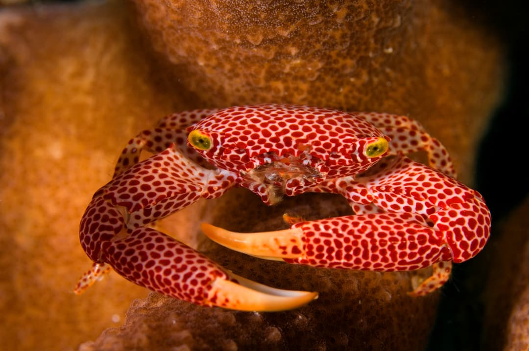 Trapezia Crabs (Trapezia) – Complete Overview & Care Guides | Reeflings