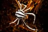 Decapods (Decapoda) – Complete Overview & Care Guides | Reeflings