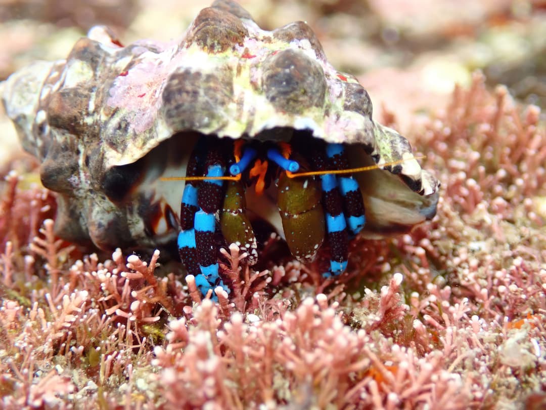 Decapods (Decapoda) – Complete Overview & Care Guides | Reeflings