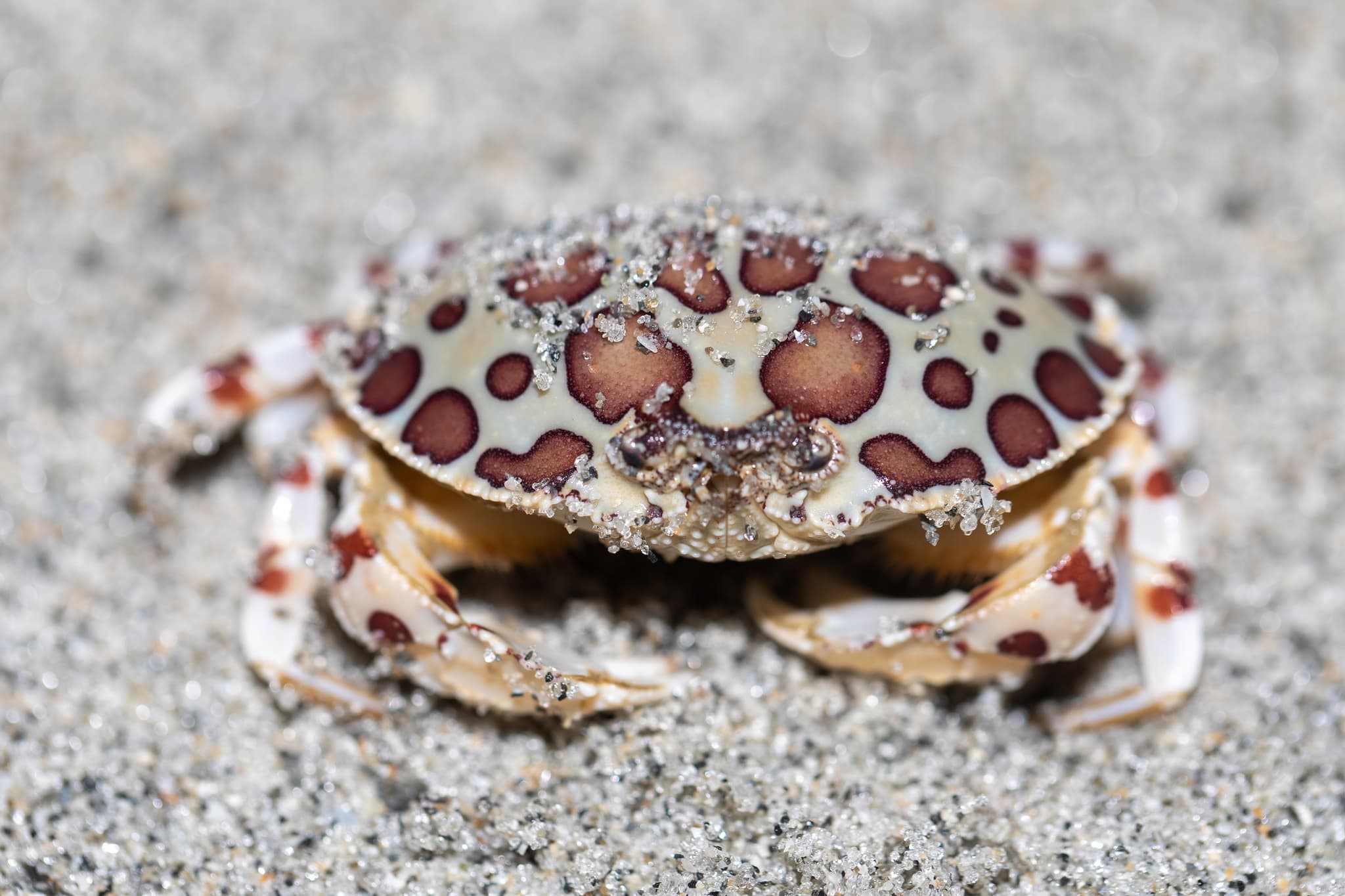 Calico Box Crab (Hepatus epheliticus) – Complete Care Guide | Reeflings