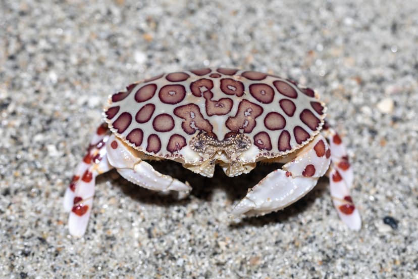 Box Crabs (Aethridae) – Complete Overview & Care Guides | Reeflings