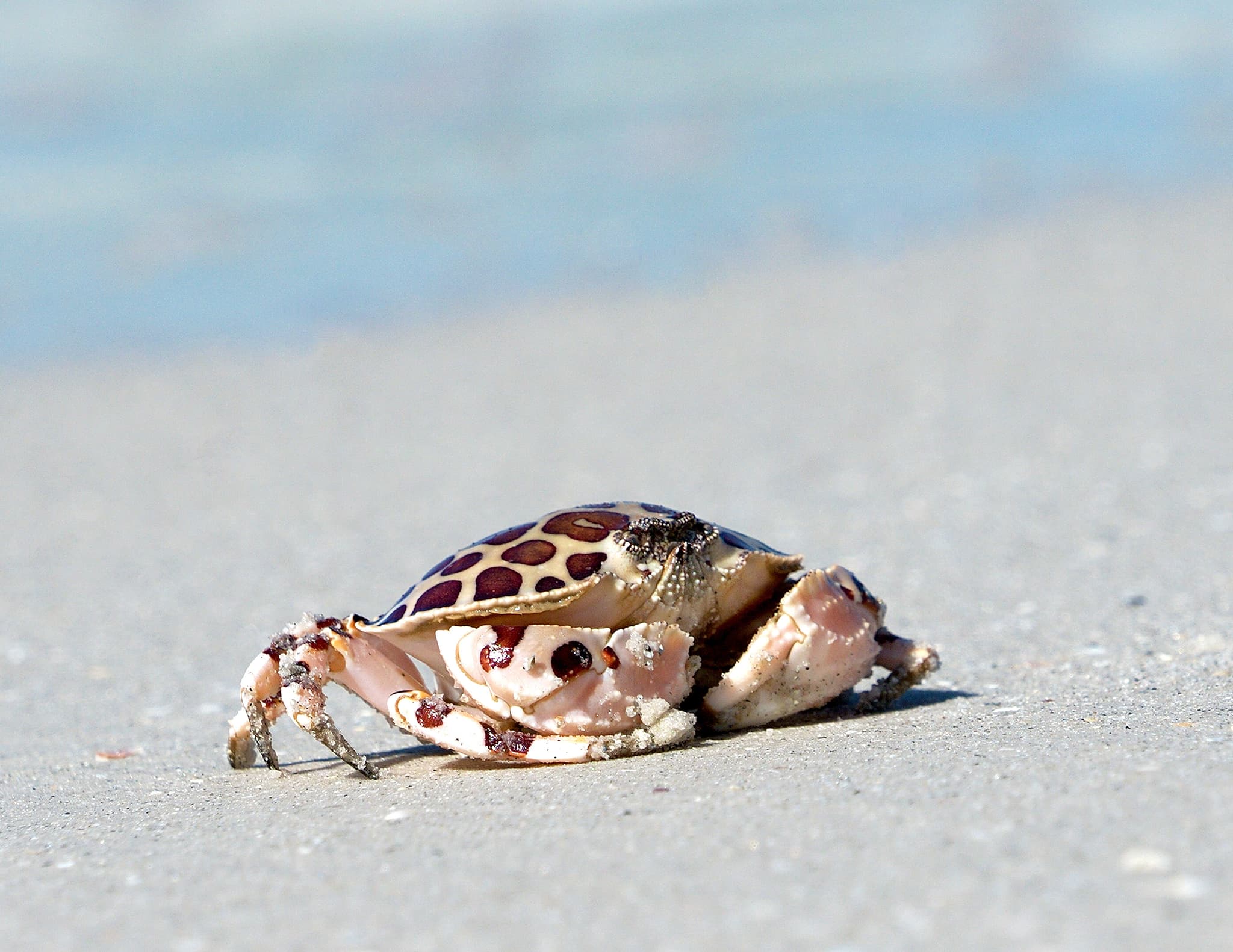 Calico Box Crab (Hepatus epheliticus) – Complete Care Guide | Reeflings