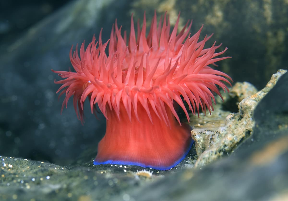 Beadlet Anemone (Actinia equina) – Complete Care Guide | Reeflings
