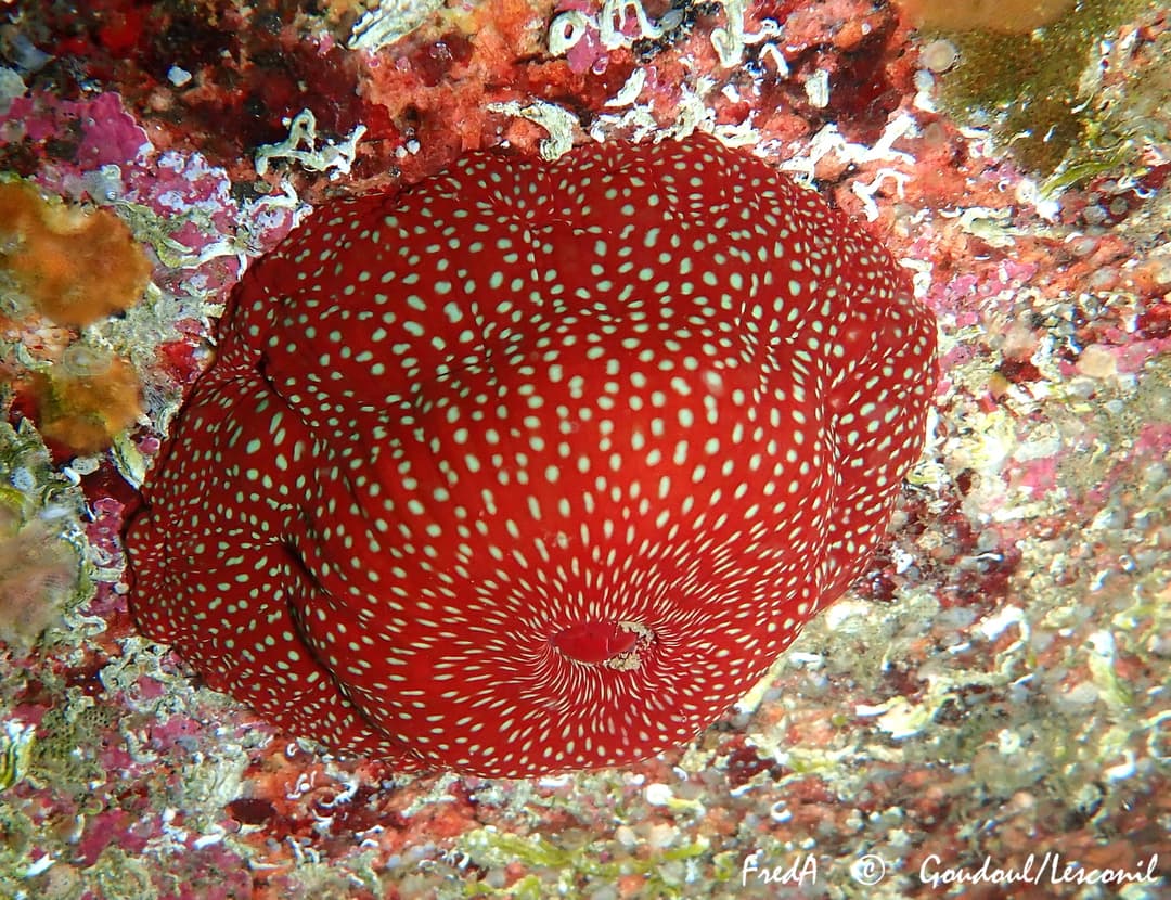 Strawberry Anemone (Actinia fragacea) – Complete Care Guide | Reeflings