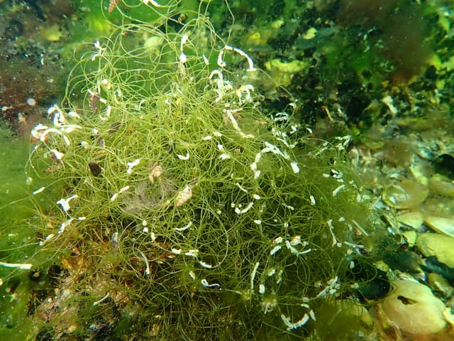 Chaeto (Chaetomorpha linum) – Complete Care Guide | Reeflings