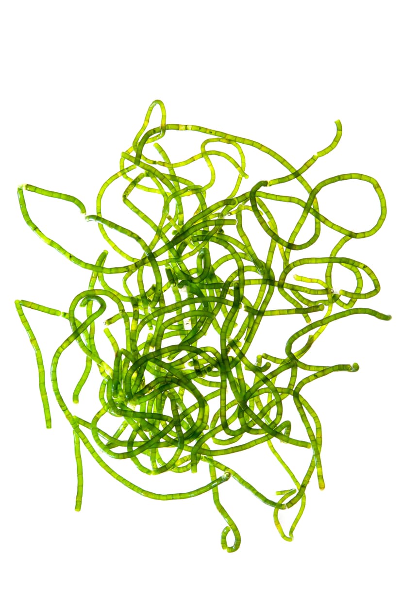 Chaeto (Chaetomorpha linum) – Complete Care Guide | Reeflings