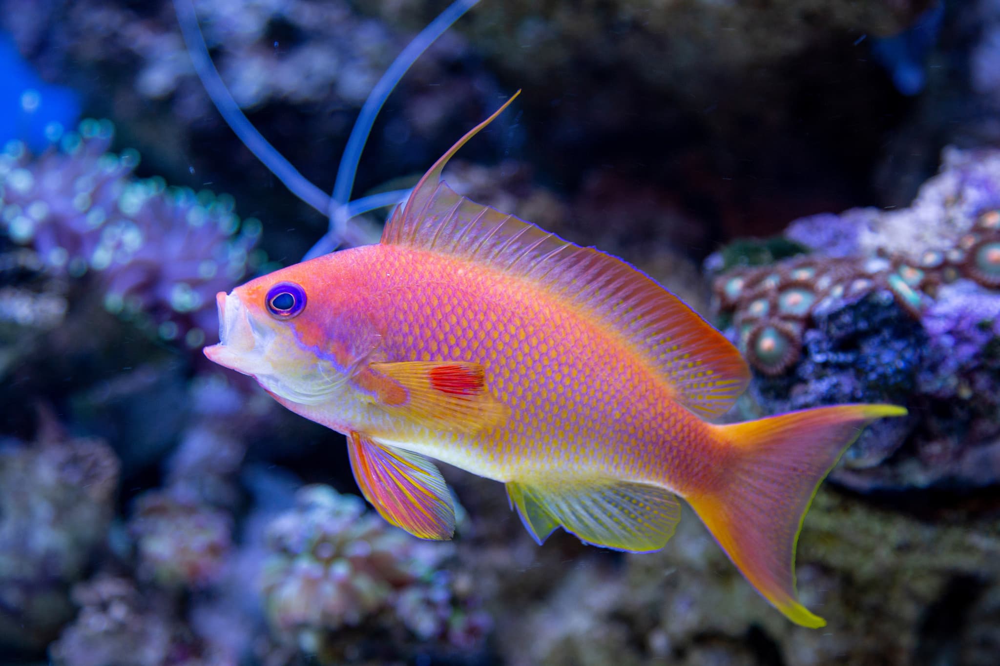 Lyretail Anthias (Pseudanthias squamipinnis) – Complete Care Guide ...