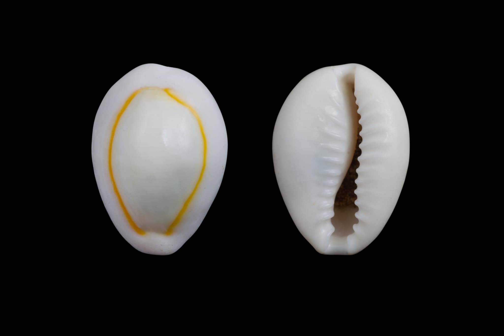 Gold Ring Cowrie (Monetaria annulus) – Complete Care Guide | Reeflings