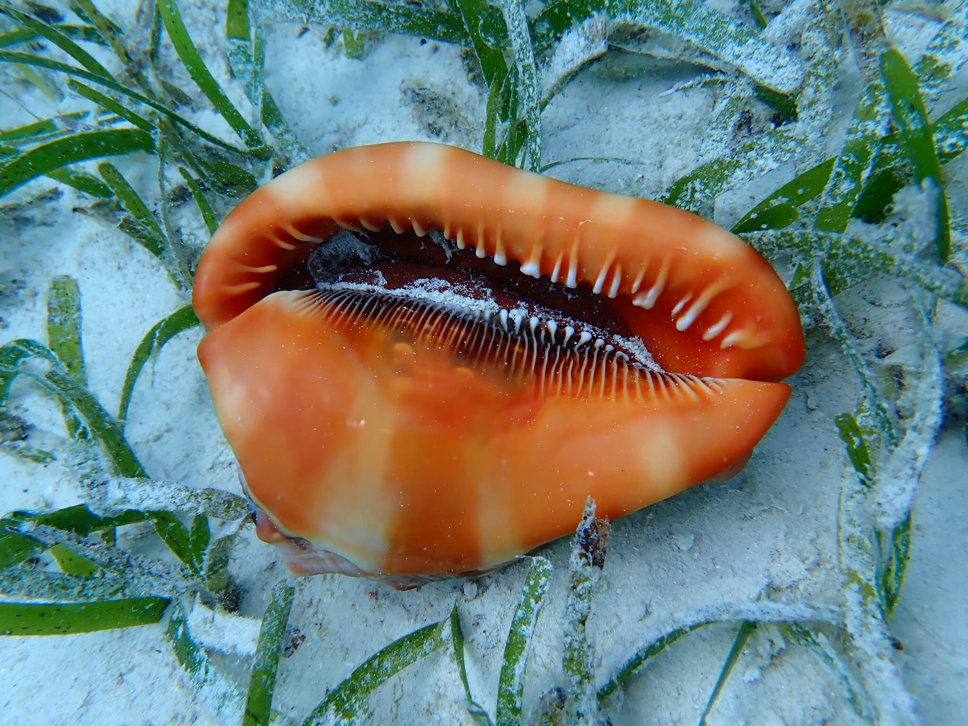 Bullmouth Helmet (Cypraecassis rufa) – Complete Care Guide | Reeflings
