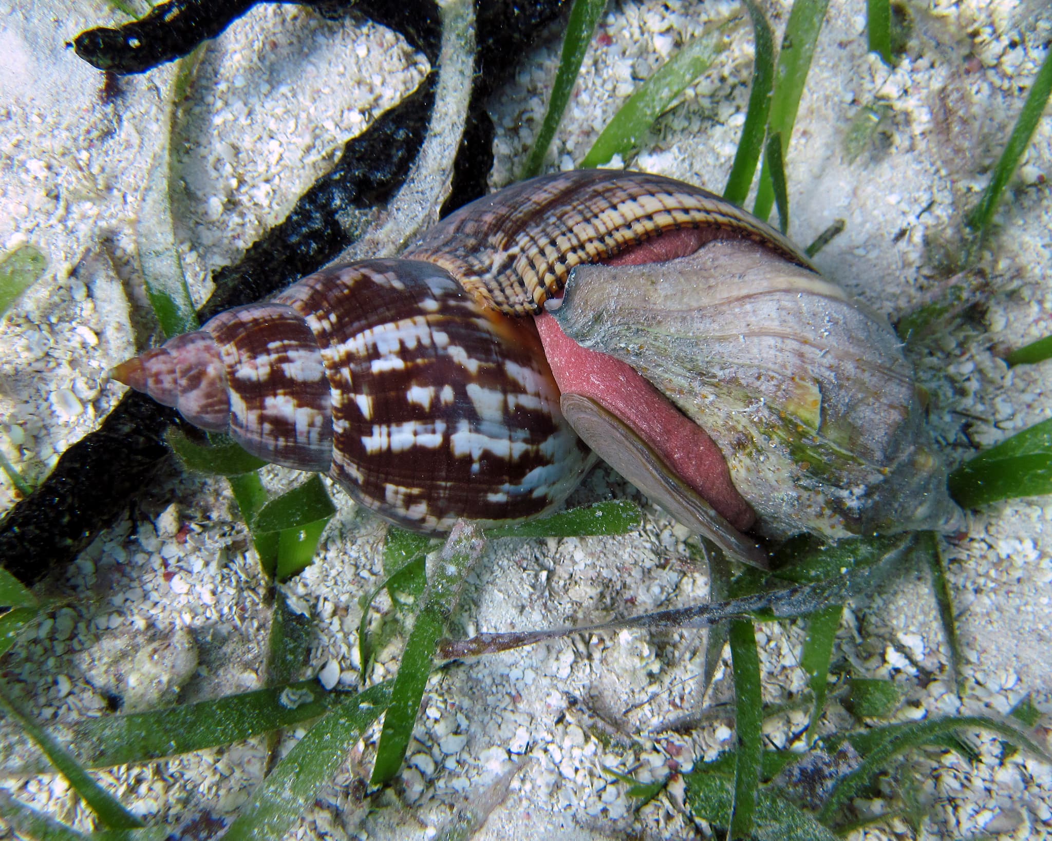 True Tulip (Fasciolaria tulipa) – Complete Care Guide | Reeflings