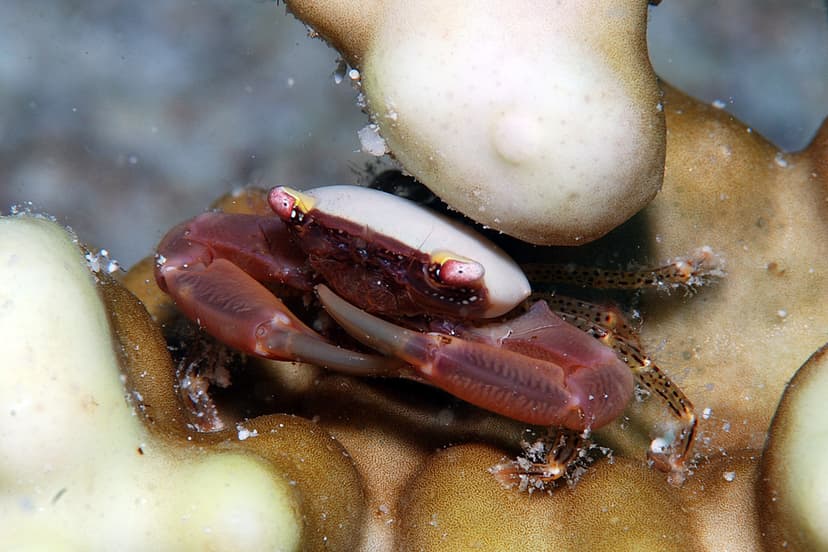 Trapezia Crabs (Trapezia) – Complete Overview & Care Guides | Reeflings