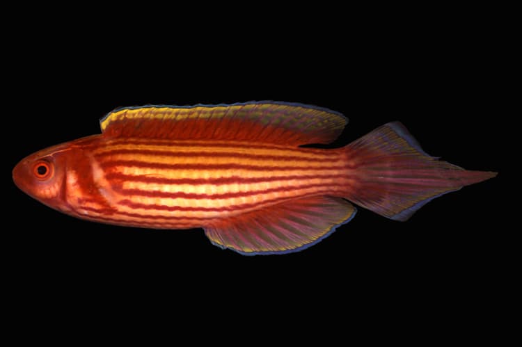 Wrasses – Complete Overview & Care Guides | Reeflings