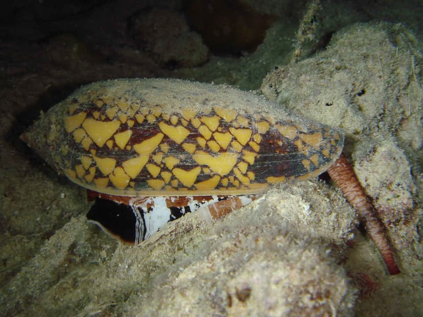 Cone Snails (Conidae) – Complete Overview & Care Guides | Reeflings