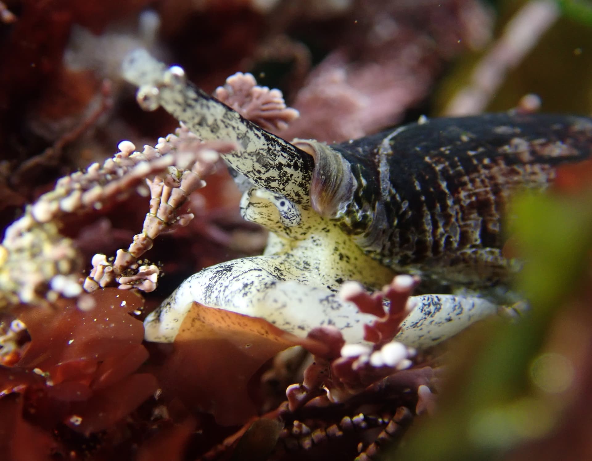 California Cone (Californiconus californicus) – Complete Care Guide ...